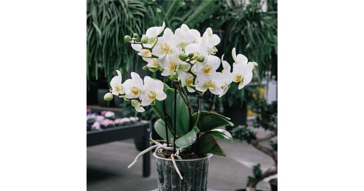 Orchidee "wild" , Optiflor - Blumen-Gaab