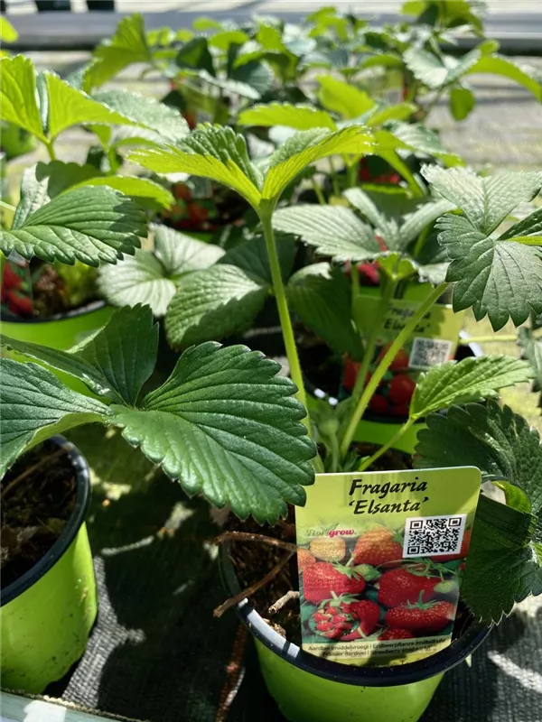 Erdbeeren , Fragaria Elsanta - Blumen-Gaab