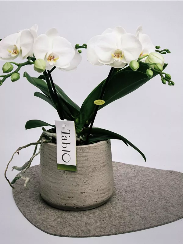 Orchidee , Tablo weiß - Blumen-Gaab