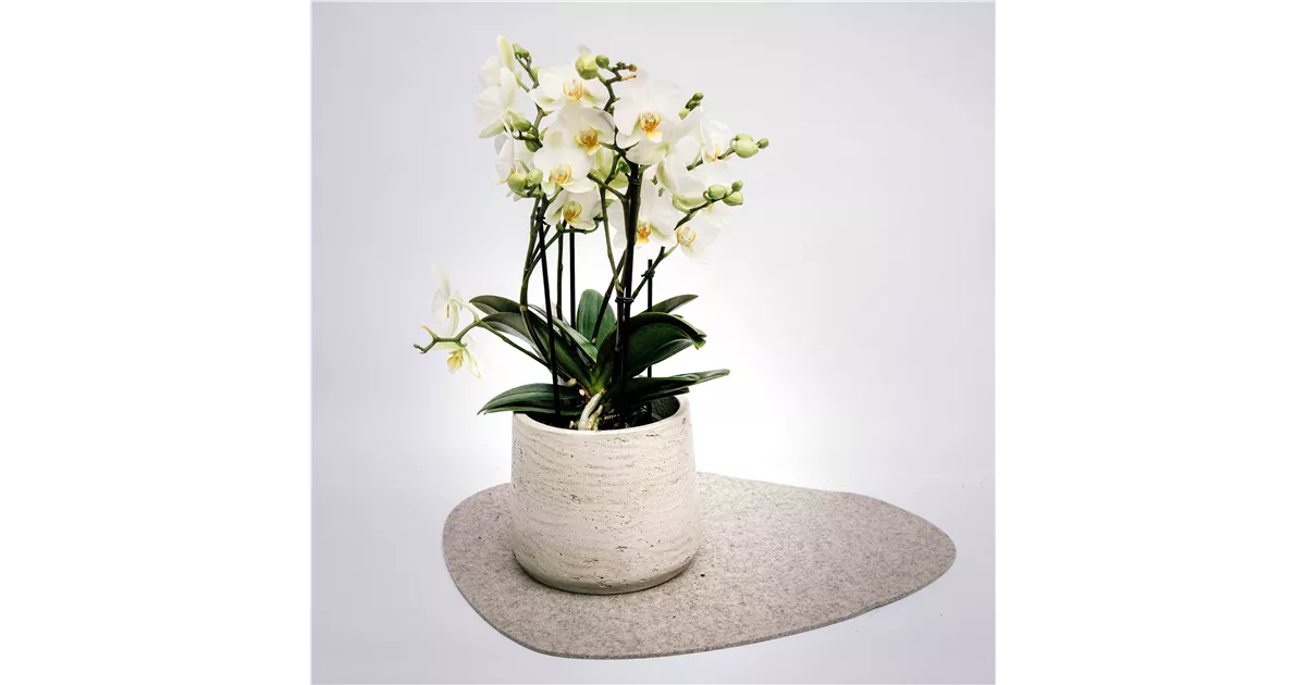 Orchidee "wild" , Optiflor - Blumen-Gaab
