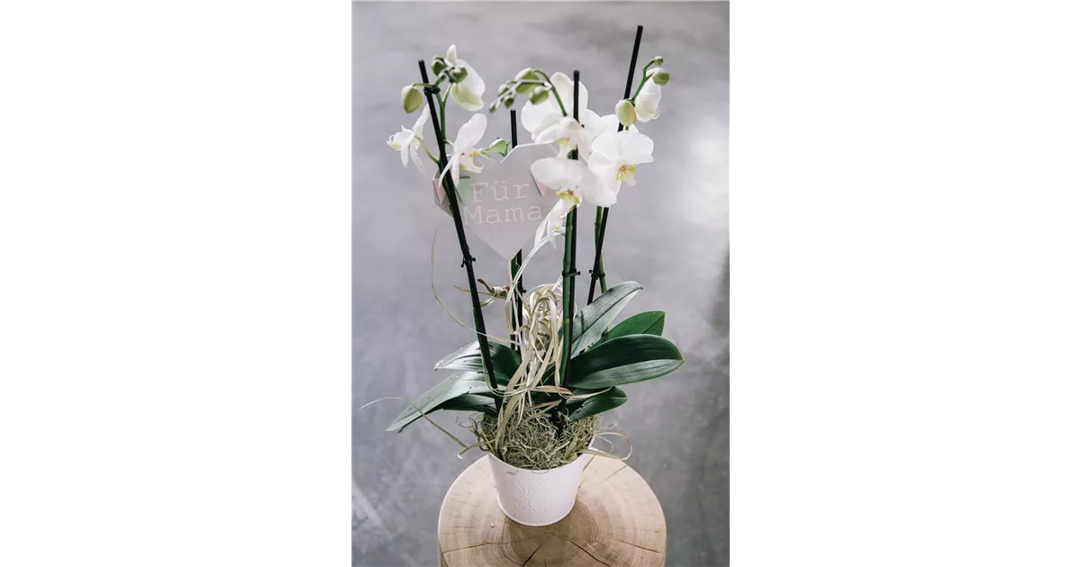 Orchideen Muttertag, White optiflor Dream! - Blumen-Gaab