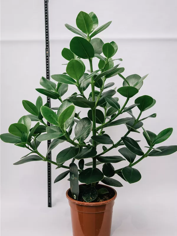 Clusia , Rosea Princess - Blumen-Gaab