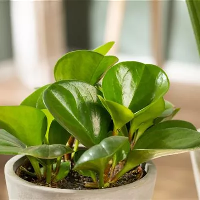 Peperomia , Optipan - Blumen-Gaab